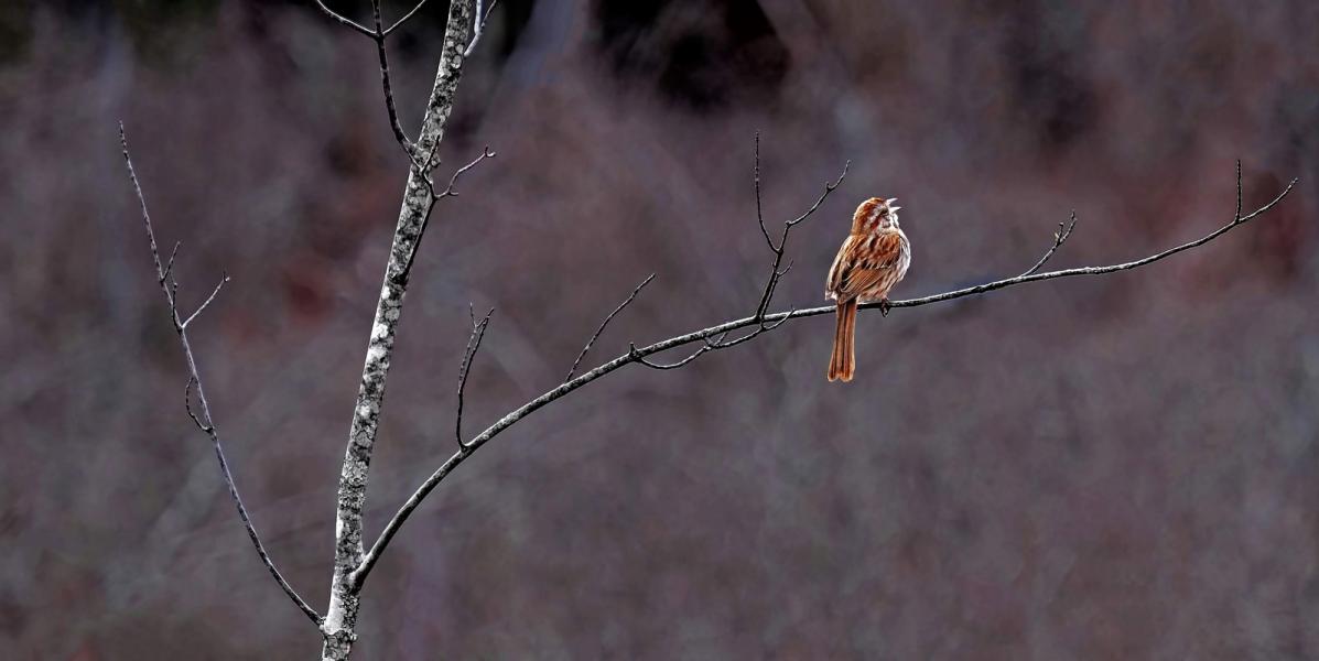 Gallery | Points Of View Artists of Brunswick, Maine